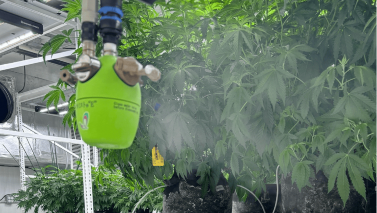 Dry Fog in Cannabis Cultivation: Innovations by IKEUCHI | H. IKEUCHI ...
