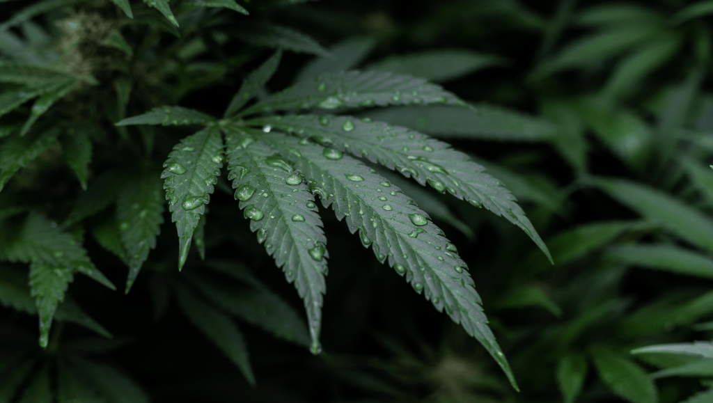 Dry Fog in Cannabis Cultivation: Innovations by IKEUCHI | H. IKEUCHI ...