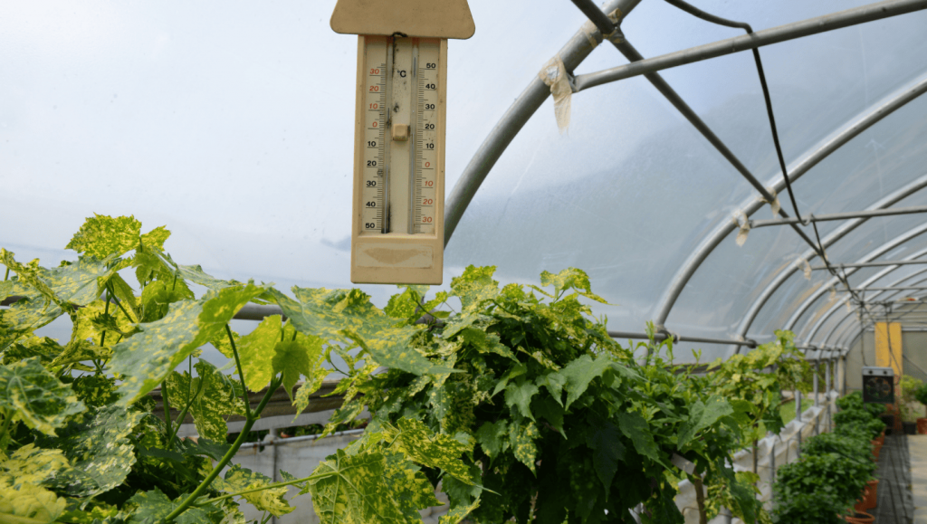 Dry Fog in Cannabis Cultivation: Innovations by IKEUCHI | H. IKEUCHI ...