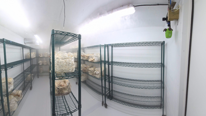 FreeSol Farm Mushroom Humidity Control | Ikeuchi Dry Fog Case Study | H ...